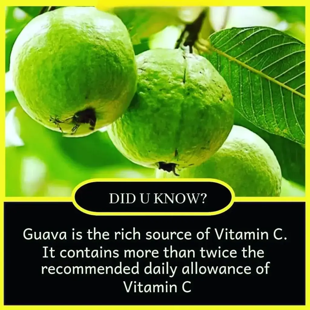100+ Interesting Fun Facts for Student - True Facts