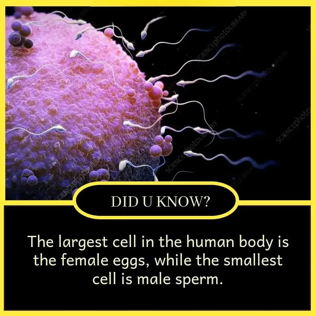 100+ Interesting Fun Facts for Student - True Facts