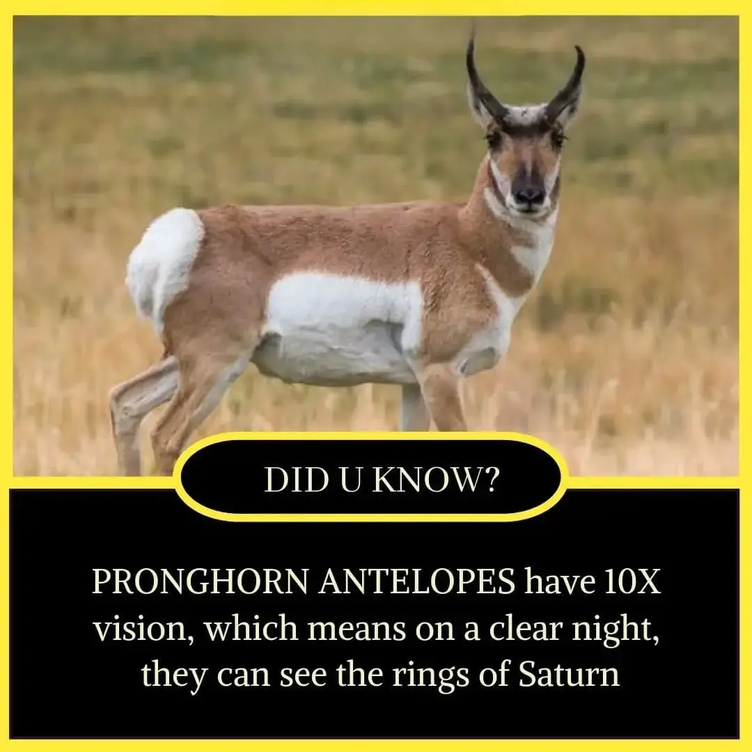 10+ Short Amazing Facts in English - Facts in English